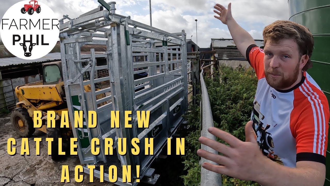 CATTLE CRUSH UPGRADE! | DOSING & WEIGHING CALVES | Farmer Phil | The ...