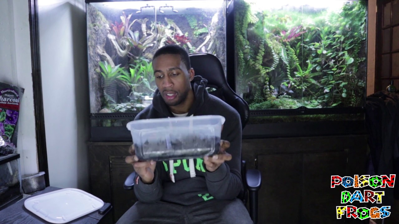 Make a $11 MASTER SPRINGTAIL CULTURE - YouTube