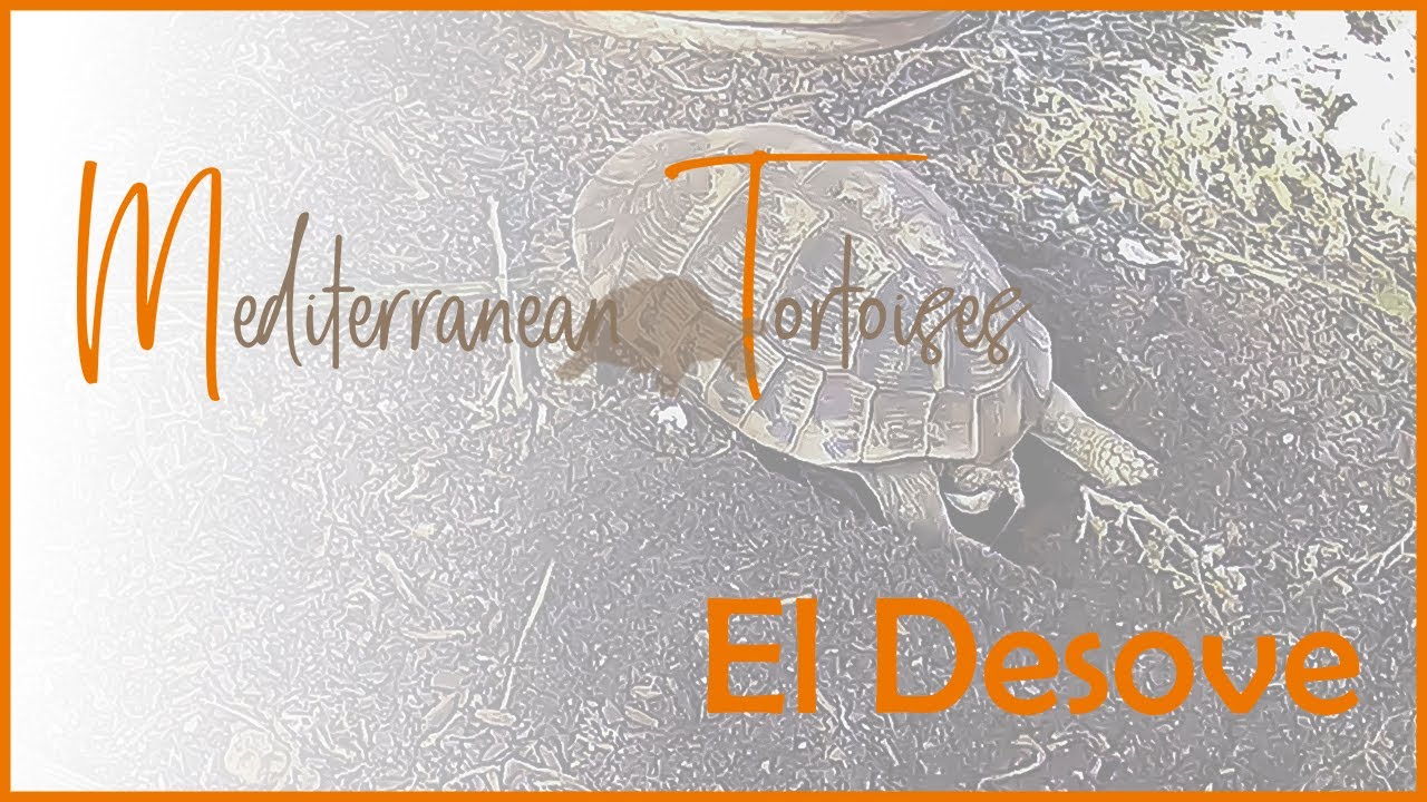 El Desove - YouTube