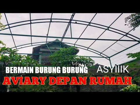 Enaknya Punya Aviary Besar bisa main sama burung burung - YouTube