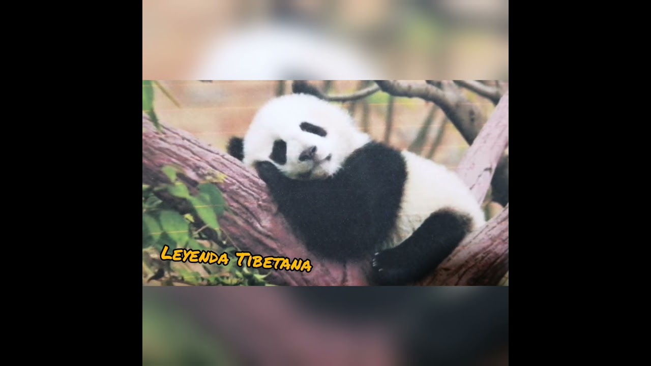 Leyenda. Por qué los osos panda tienen manchas negras? - YouTube