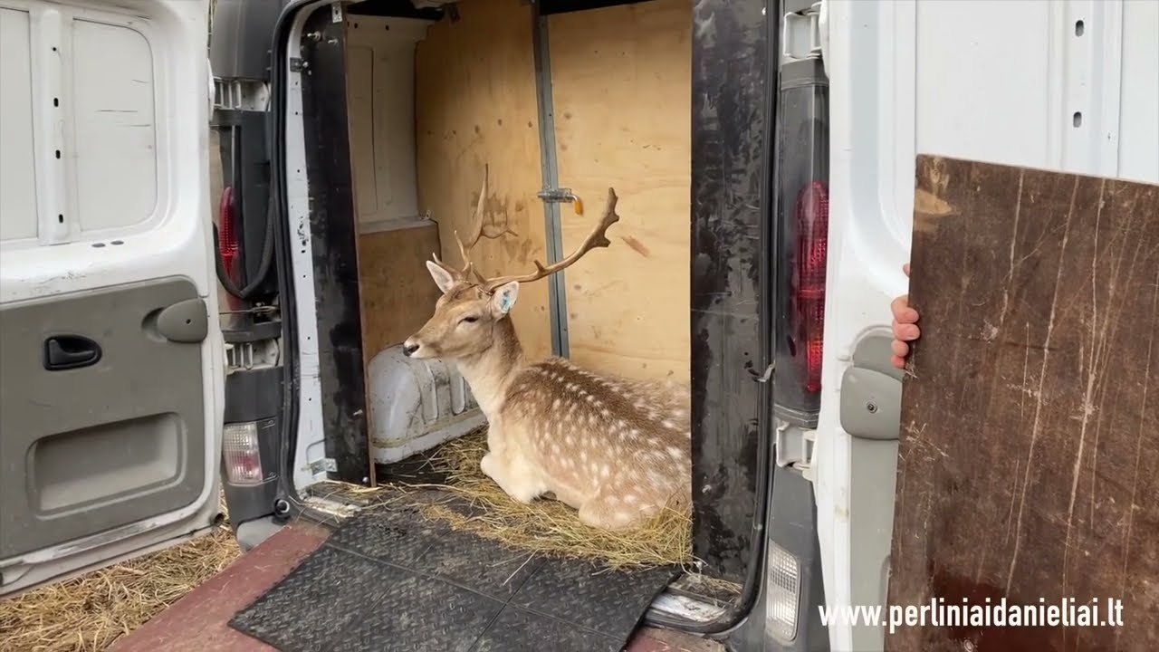 Perliniai danieliai (1-oji diena aptvare) - YouTube