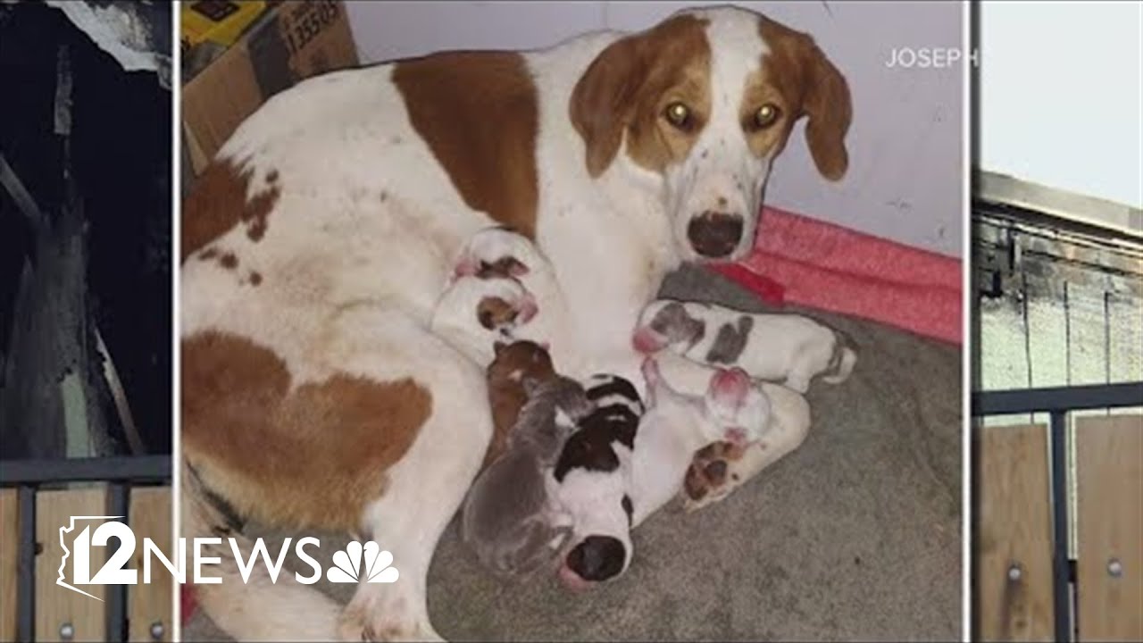 Homeowner blames space heater for fire that burned 9 dogs, including ...