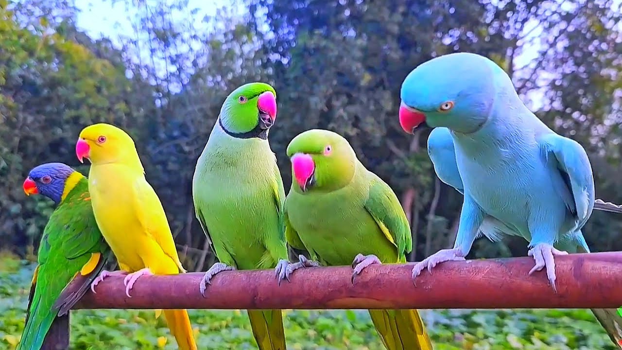 Happy Parrot Sounds - YouTube