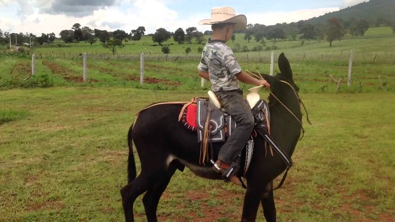 Chucho y su burro Filemón - YouTube