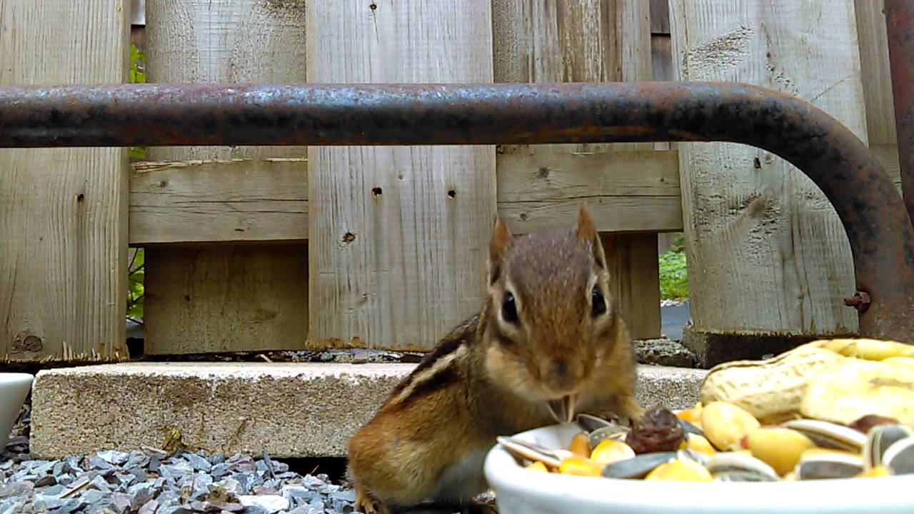 CHIPMUNKS FIGHT TO DEATH - YouTube