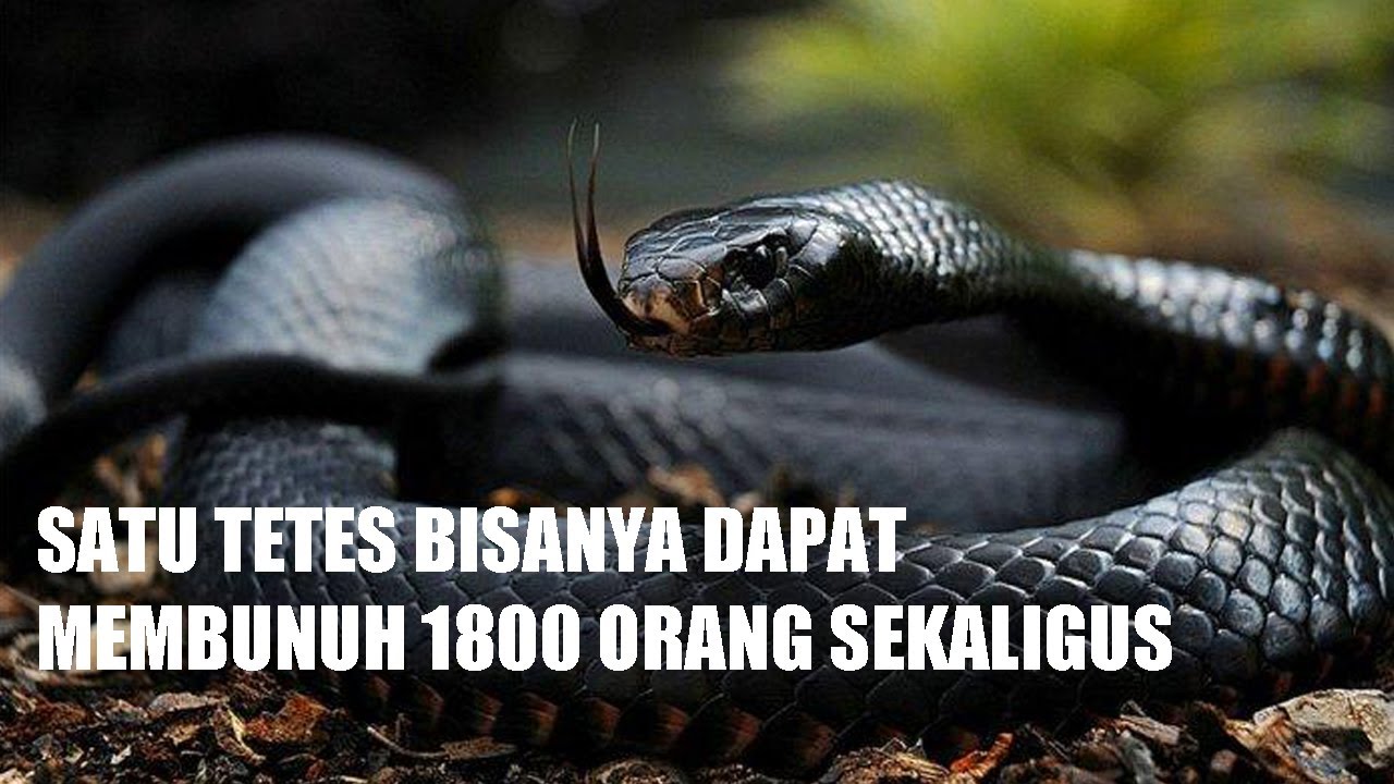 5 ULAR BERBISA PALING BERBAHAYA DI DUNIA - 3 DIANTARANYA ADA DI ...