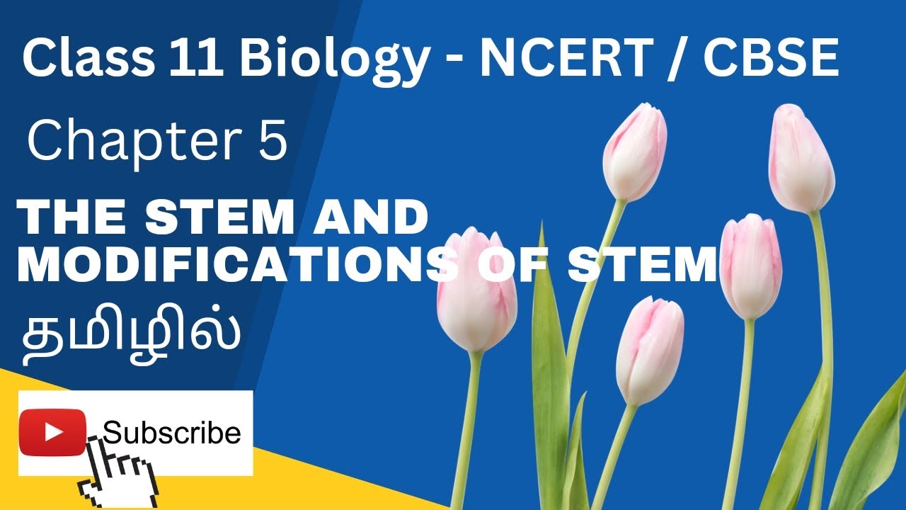 The Stem and Modifications of Stem | Class 11 Biology | NCERT | தமிழில் ...