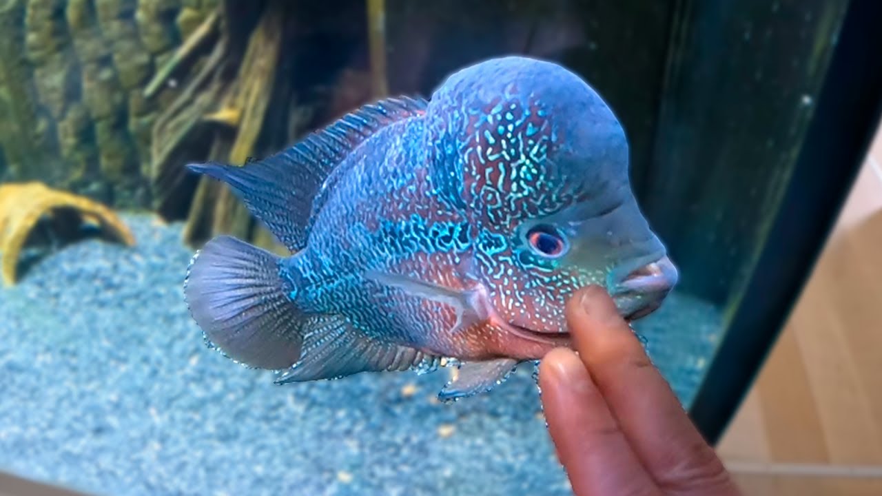 Fandt en død fisk i akvariet - YouTube