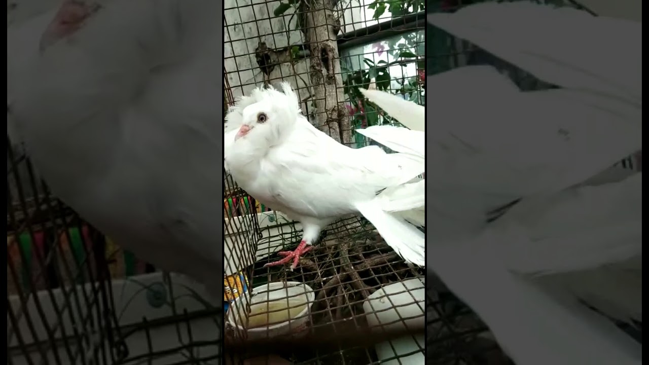 Kabutar Pairs For Sale - YouTube