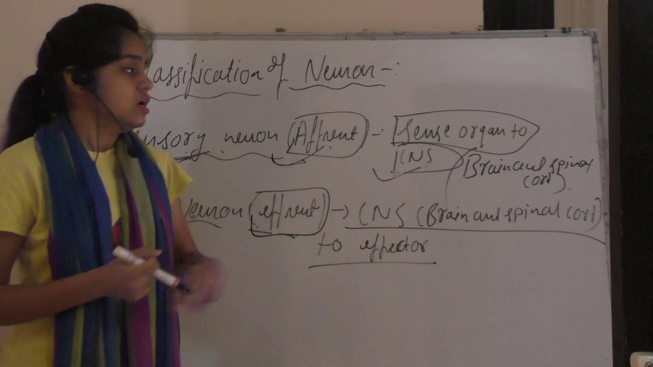 Classification of NEURON class 10 BIO NCERT - YouTube