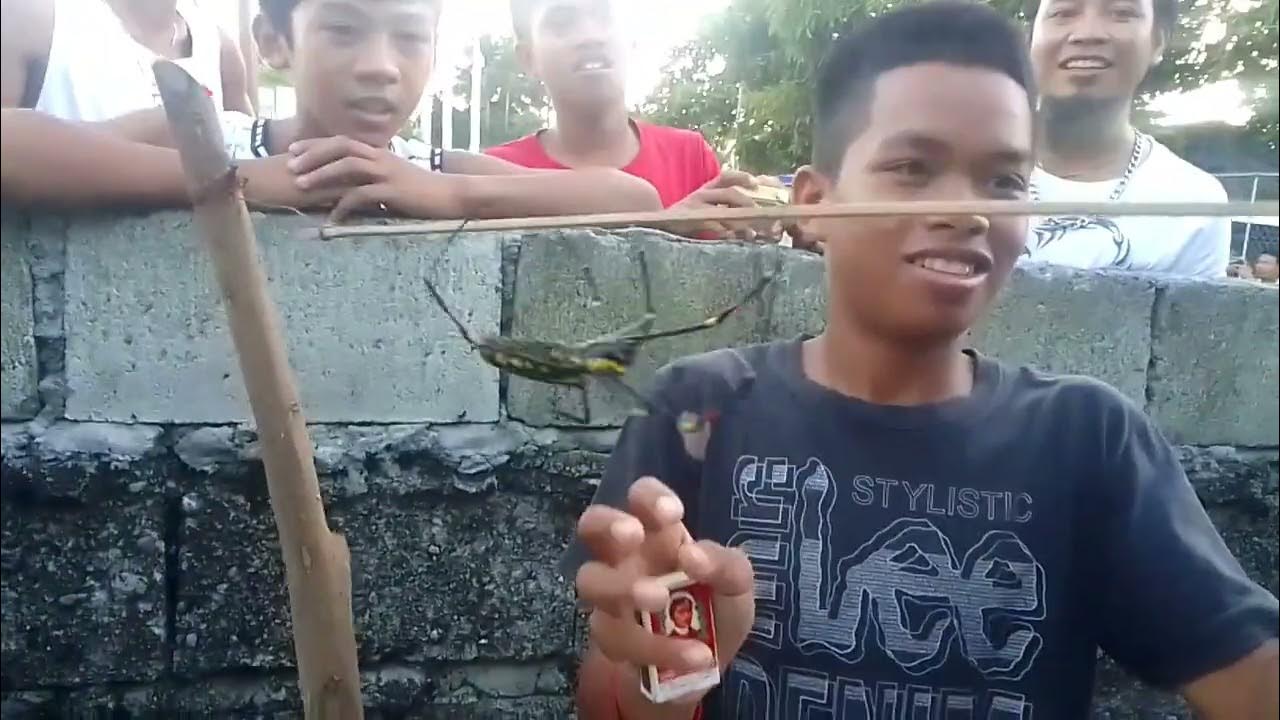 Grabe!!! Ang laking gagambang "ekis" nakakatakot hawakan... - YouTube
