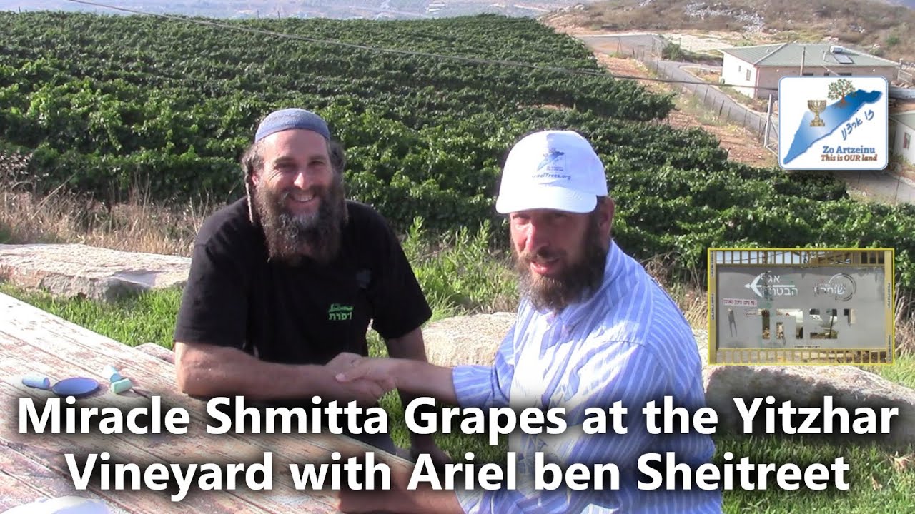 Miracle Shmitta Grapes at the Yitzhar Vineyard with Ariel Ben Sheitreet ...