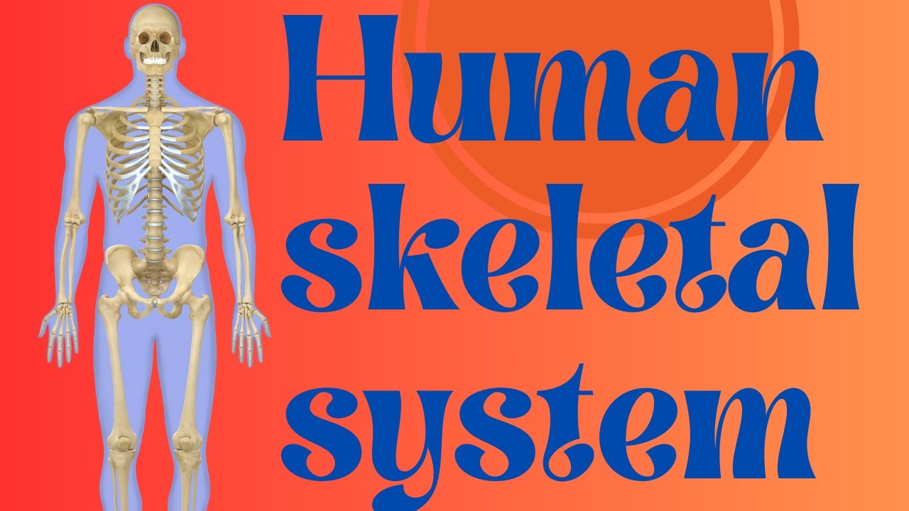 The structure of human skeletal system / ሚላ ቱቶሪያልስ / Milla tutorials ...