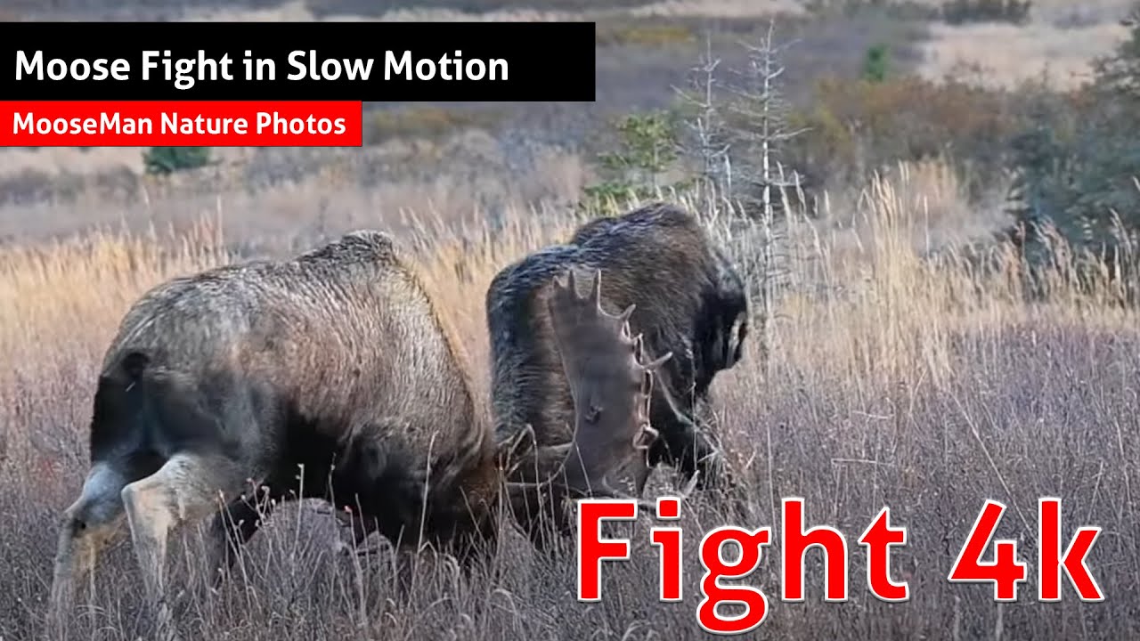 Moose Fight Caught On Tape In Slow Motion - YouTube