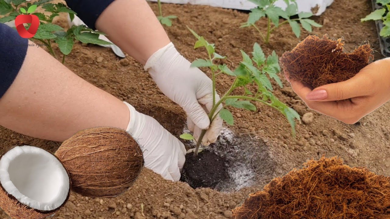 Dodajte ga u zemlju prilikom sadnje biljaka jer je plodan i čuva vlagu ...