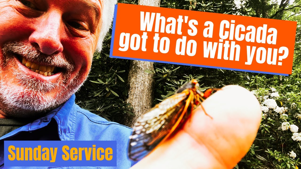 A Biblical lesson from the Cicada Sunday Service - YouTube
