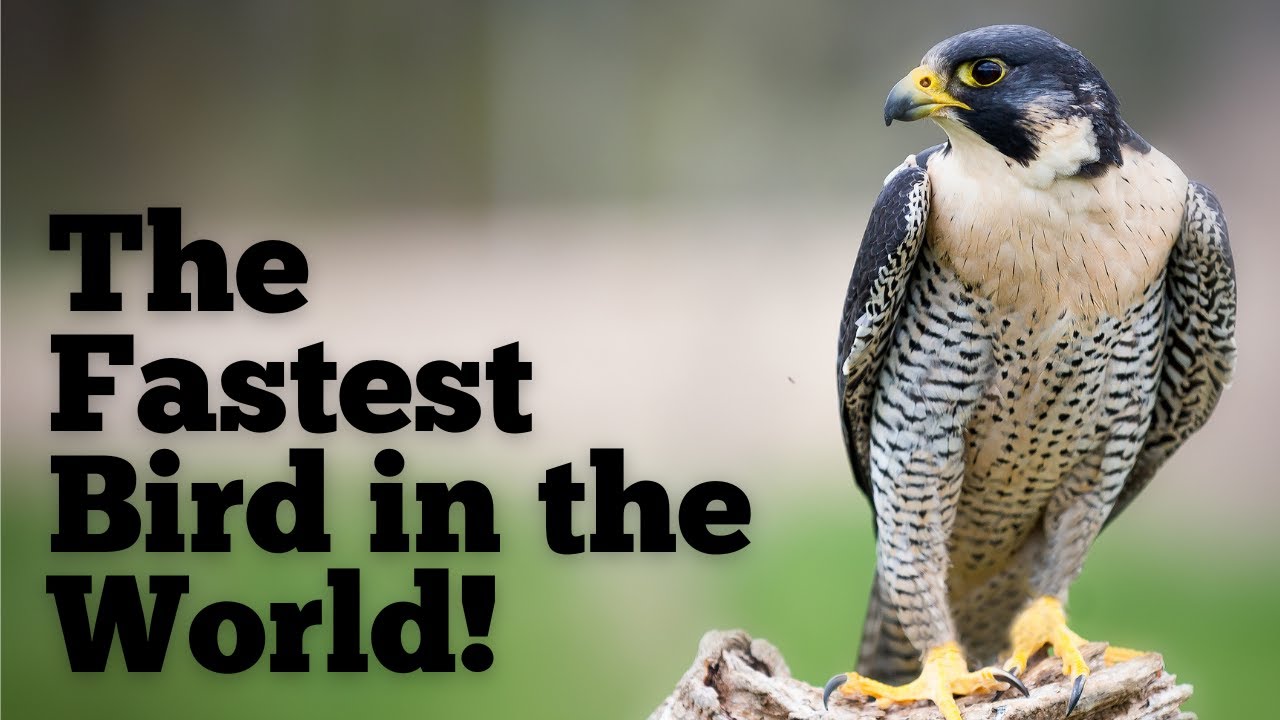 "Peregrine Falcon: The Fastest Bird in the World! 🦅💨" - YouTube