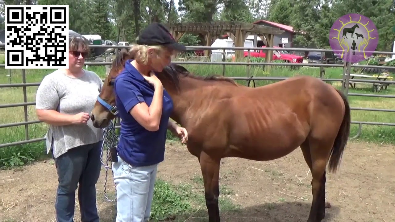 Neck telescoping for Ewe Neck horses YouTube - YouTube