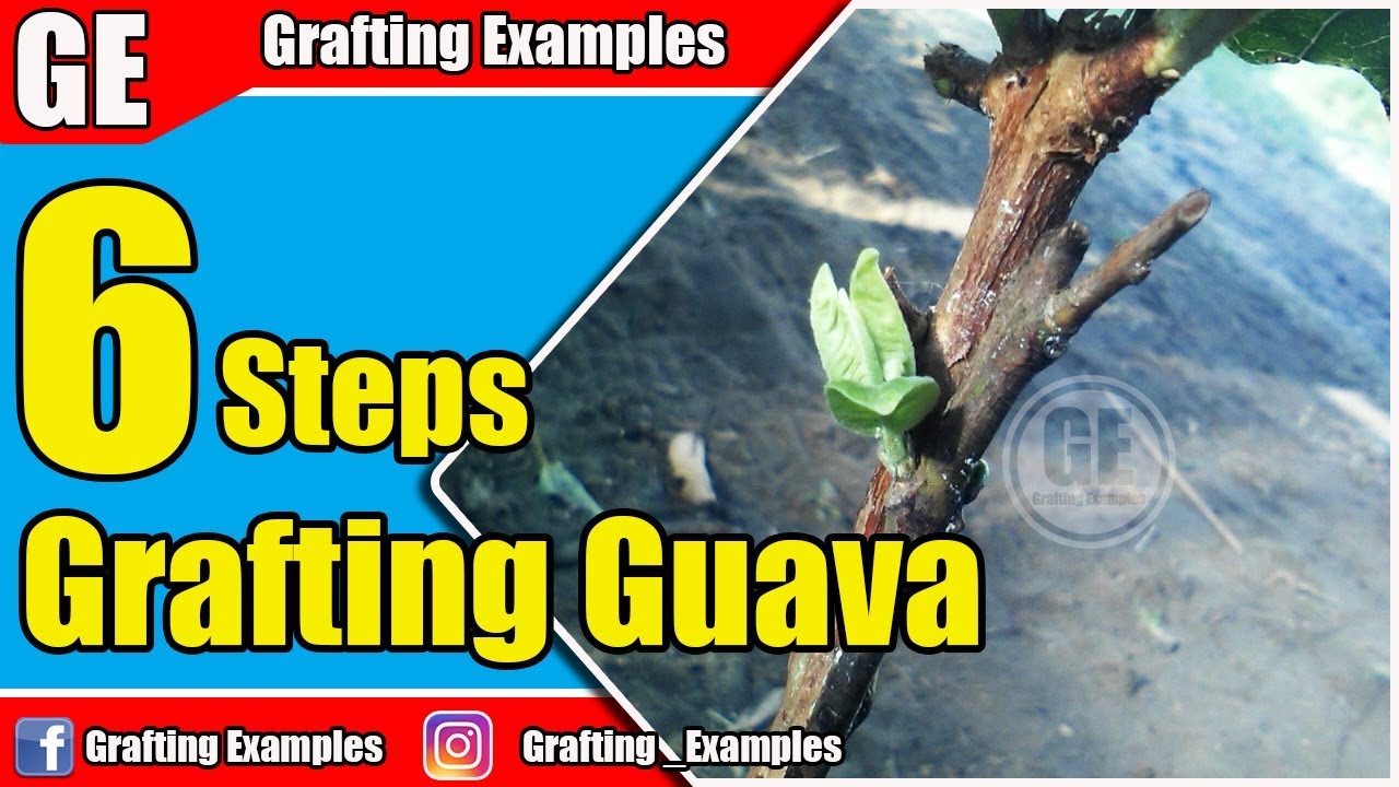 6 Steps To Grafting Guava Tree With Result - YouTube