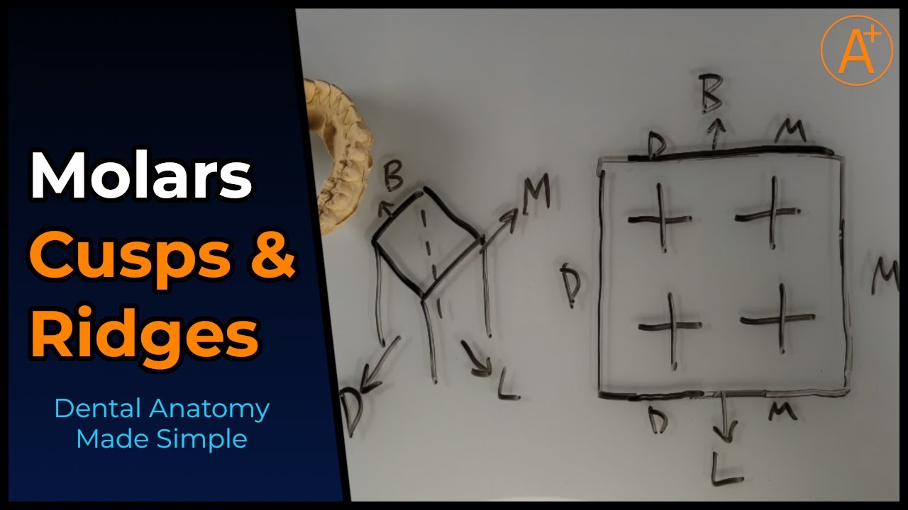 Molar Cusp Ridges in 2 Minutes - YouTube