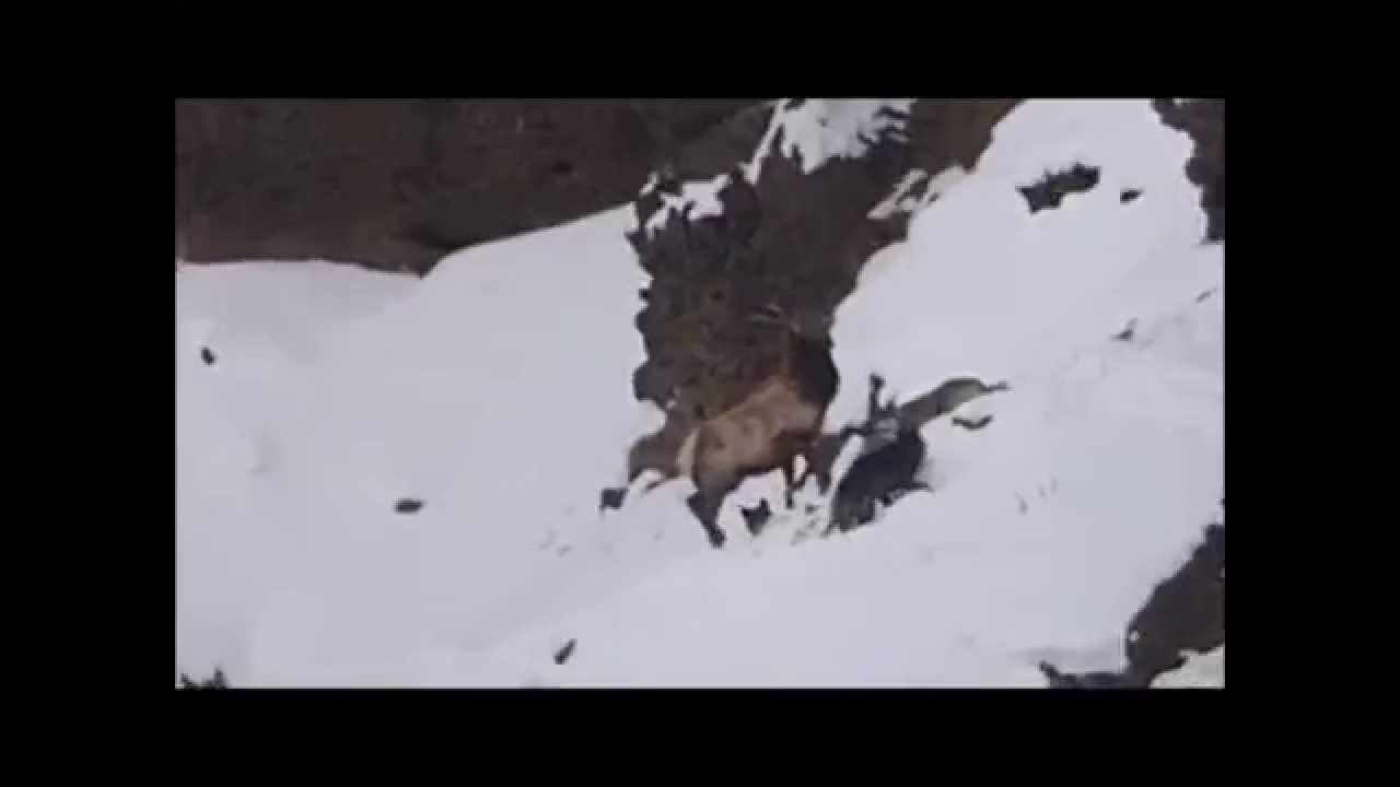 Wolves vs. Elk - YouTube