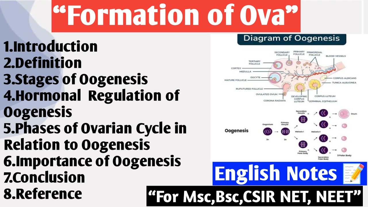 Formation of Ova | Stages of Oogenesis | Hormonal Regulation of ...