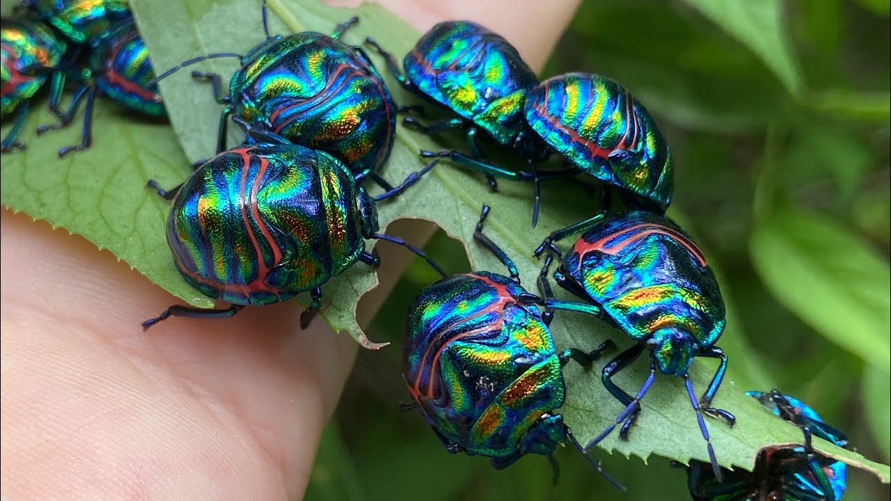 큰광대노린재 약충 Jewel Bugs - Poecilocoris Splendidulus - YouTube