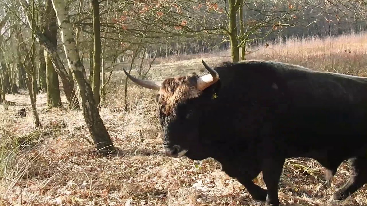 Tauros stier in de Maashorst 2018. - YouTube