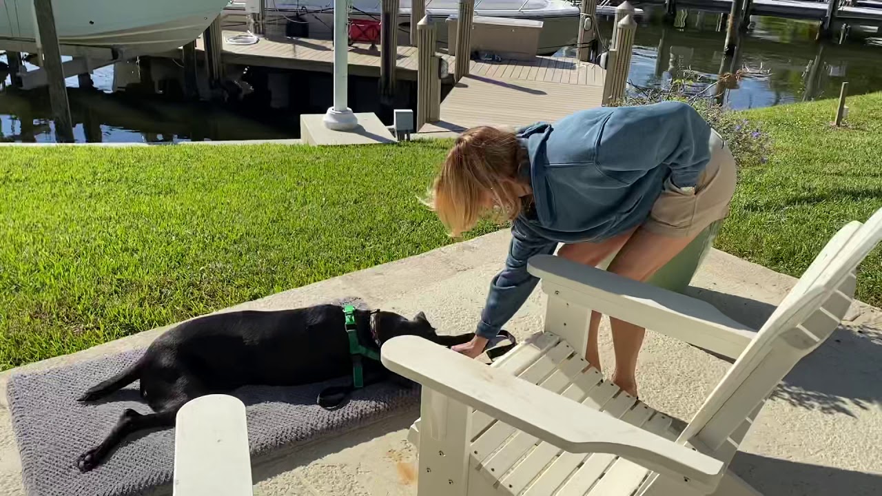 Raven Settle on Mat Outside with Distraction GTYS - YouTube