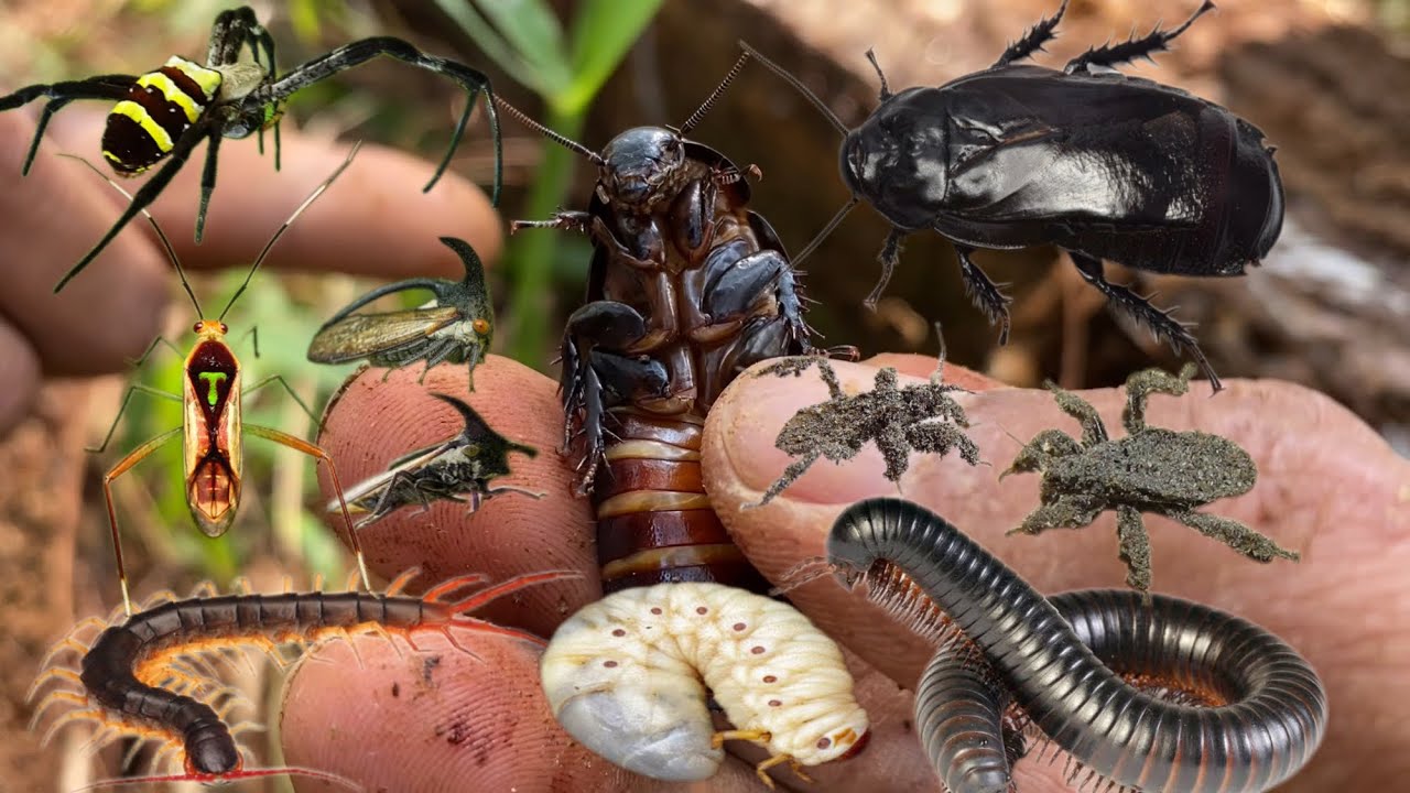 hunting in the habitat of madagascar cockroaches|millipedes#centipedes ...