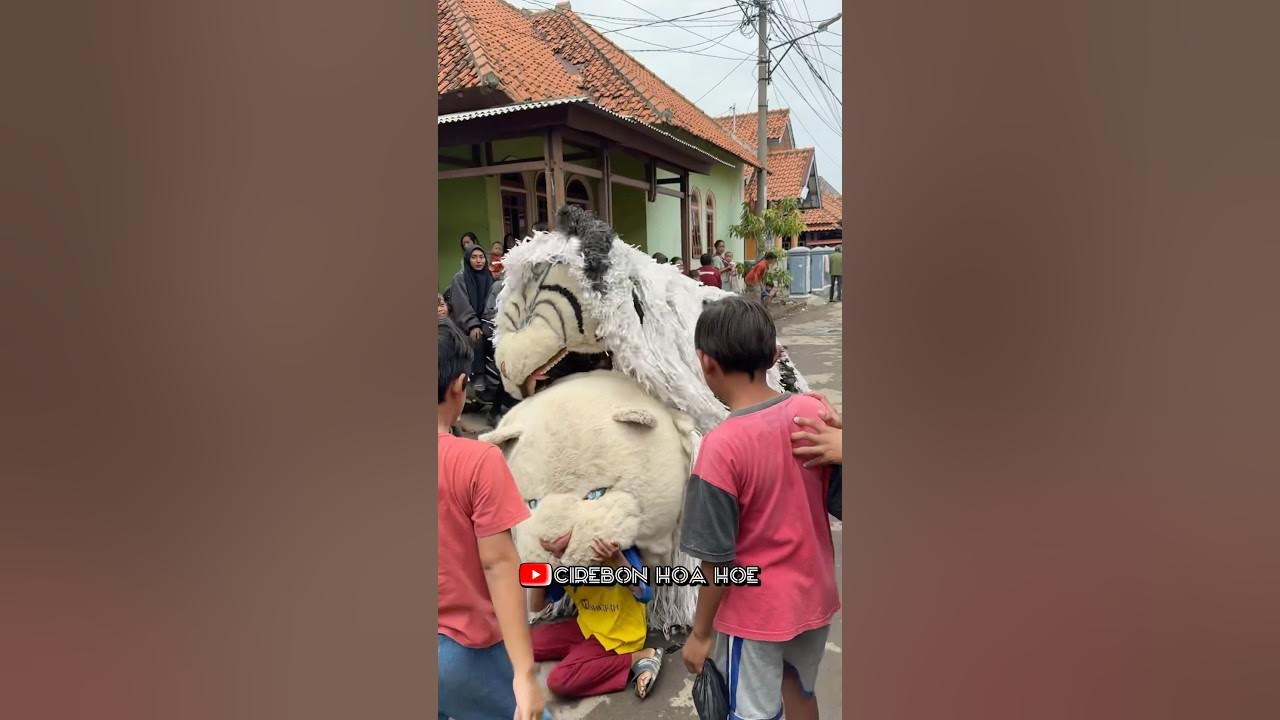 Can macanan Naikin Can Macanan yang lagi makan bocil - YouTube