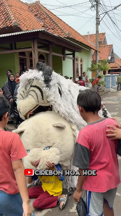 Can macanan Naikin Can Macanan yang lagi makan bocil - YouTube