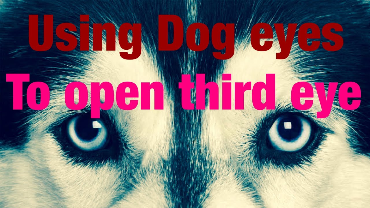 How to use Dog eyes and coconut to open third eye - YouTube