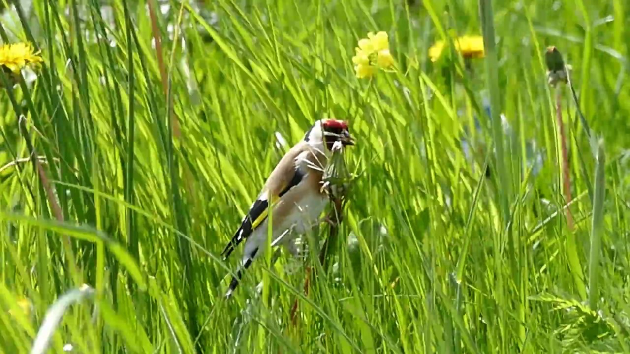 Putter Distelvink op de Paardebloem - YouTube