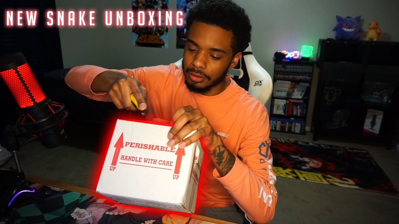 Ball Python Unboxing | Meet My New Snake! - YouTube