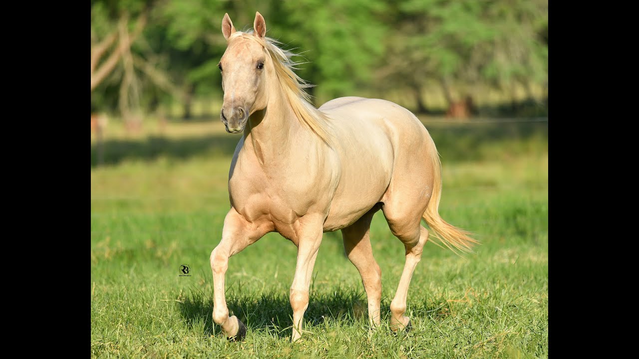 LOTE 07 - RIVA DIEGO RC - YouTube