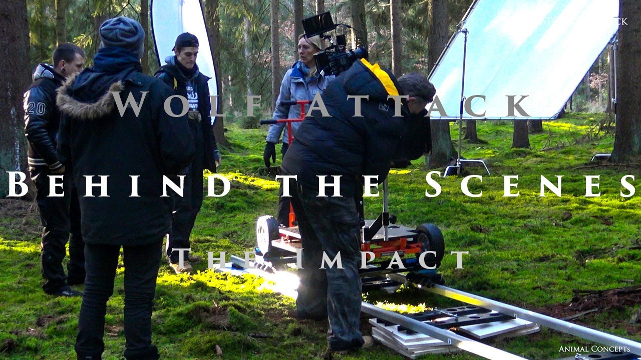 Wolf Attack Behind the Scenes of" The Impact" Trailer/BTS - YouTube