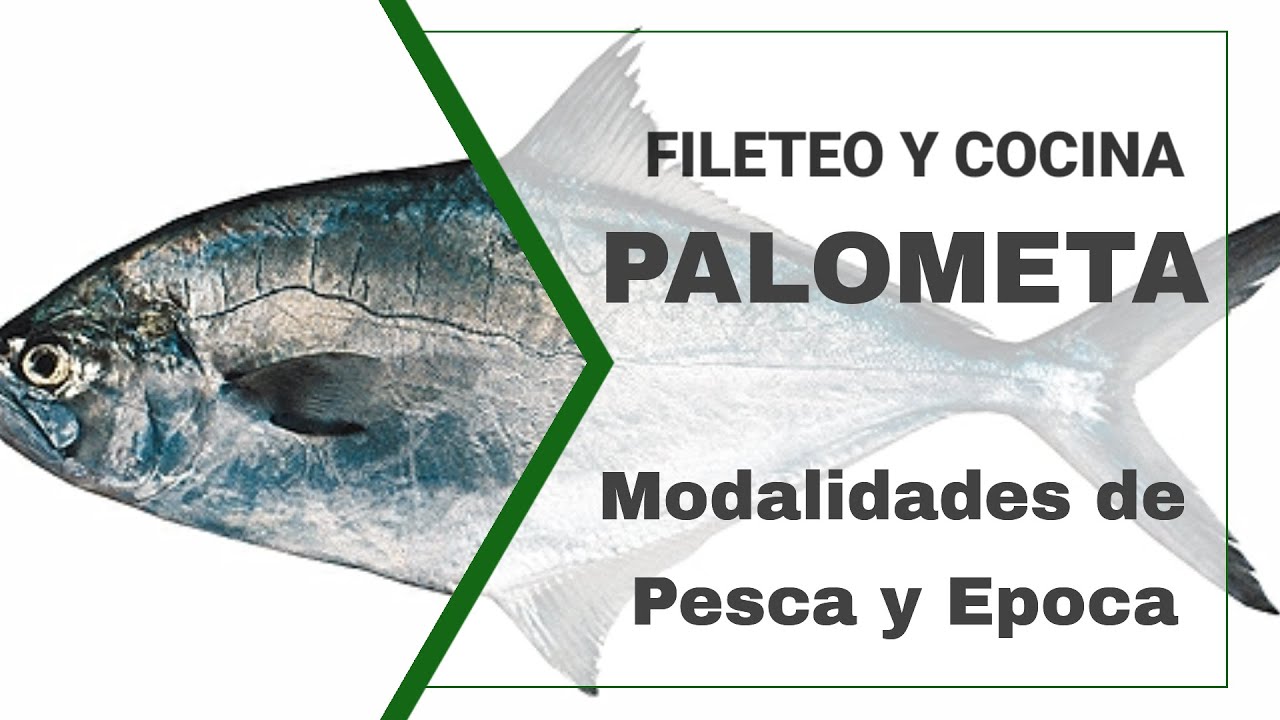 FILETEADO DE PALOMETA Y COCINA | Fácil - YouTube