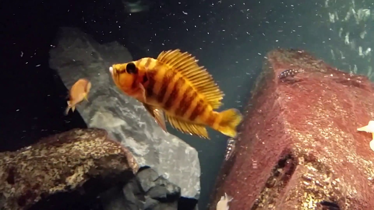 Altolamprologus compressiceps fire fin (ободранный самец выздоравливает ...