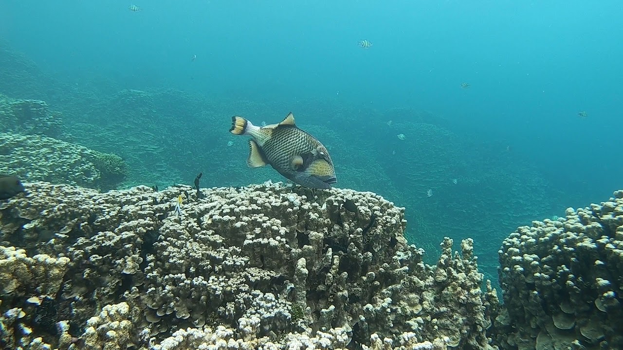 Titan Triggerfish or Giant Triggerfish (Balistoides viridescens) II - YouTube
