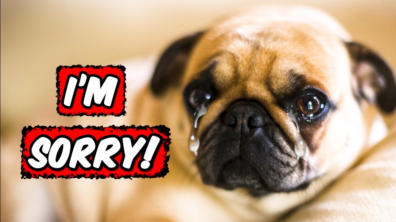 10 adorable ways your dog apologizes to you! (Not the way you think ...