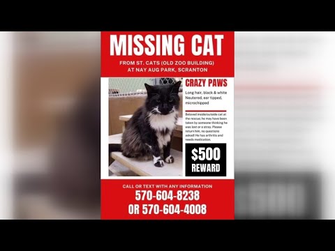 REWARD: Missing Cat - YouTube