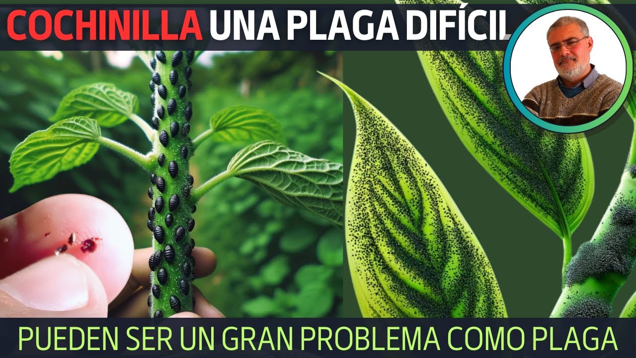 Las #cochinillas☣️,una plaga🪳 complicada siempre en frutales🍊y ...