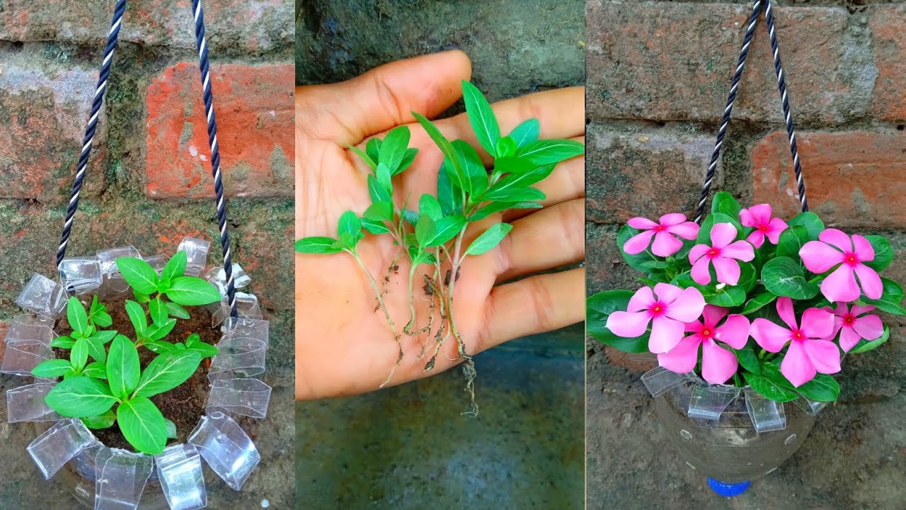 Periwinkle From Seed