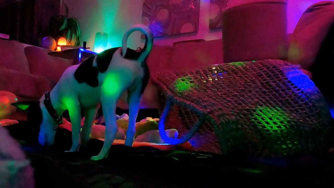 Puppy Playtime with 3 month old Chuey #dogsplaying #dogs - YouTube
