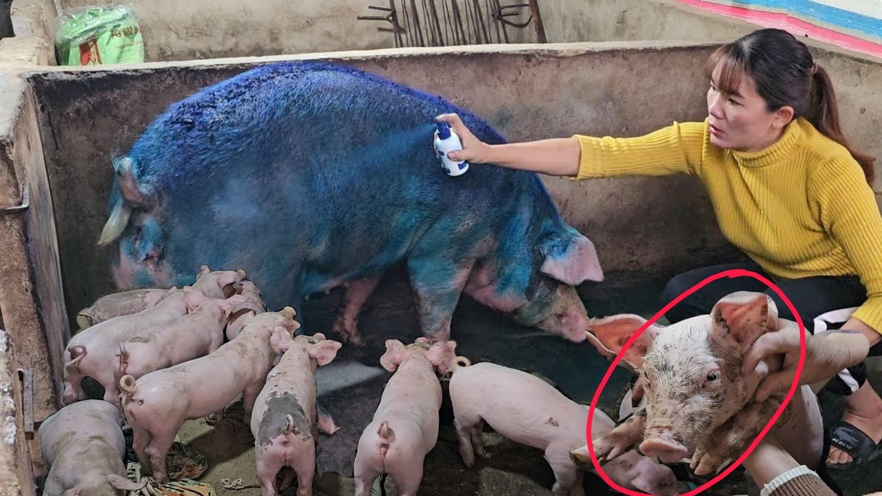 Exudative dermatitis in sows is transmitted to piglets. ( Ep 347 ...