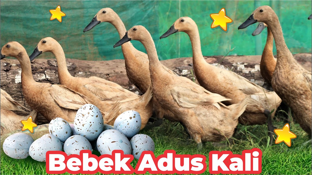 Bebek Adus Kali Lagu Bebek Adus Kali , Bebek Asli , Bebek Asli Berenang ...