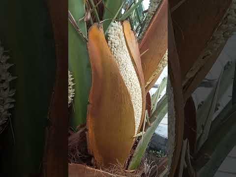 Bunga kurma jantan yg gemoyy . Tanaman kurma Masjid Agung Jawa Tengah ...