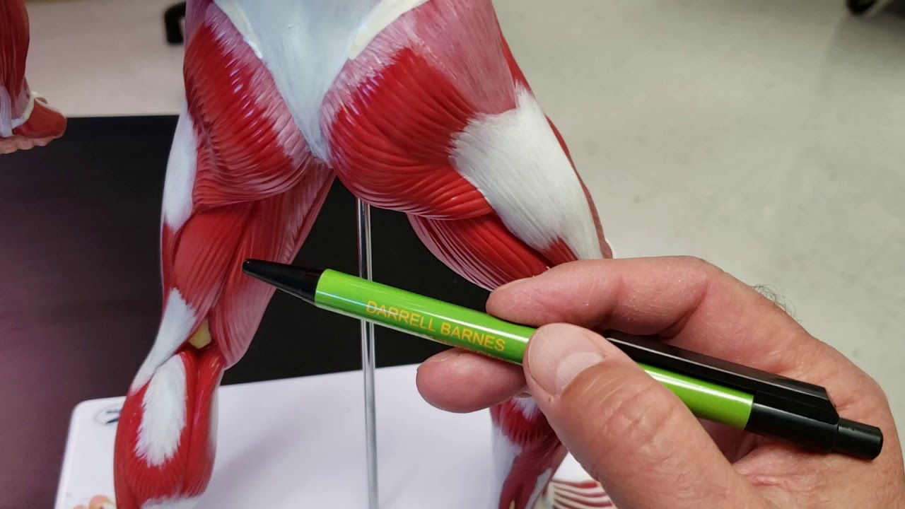 Mini muscle man model | back of leg and thigh - YouTube